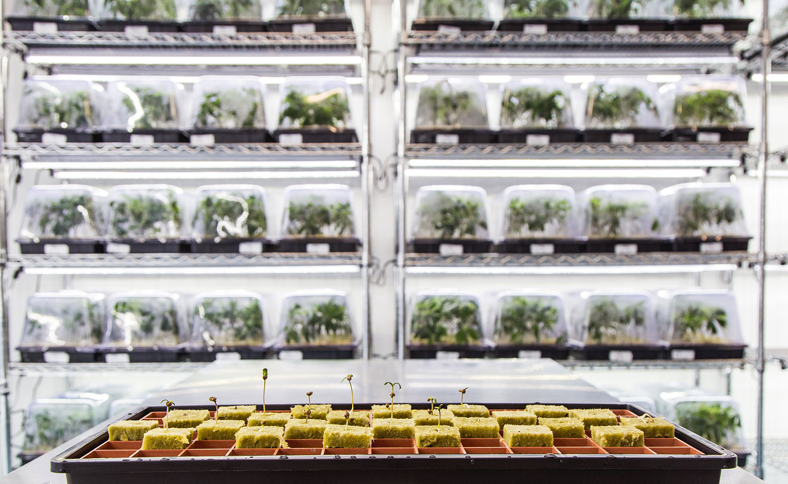 MAC 1 - Carmel Cannabis